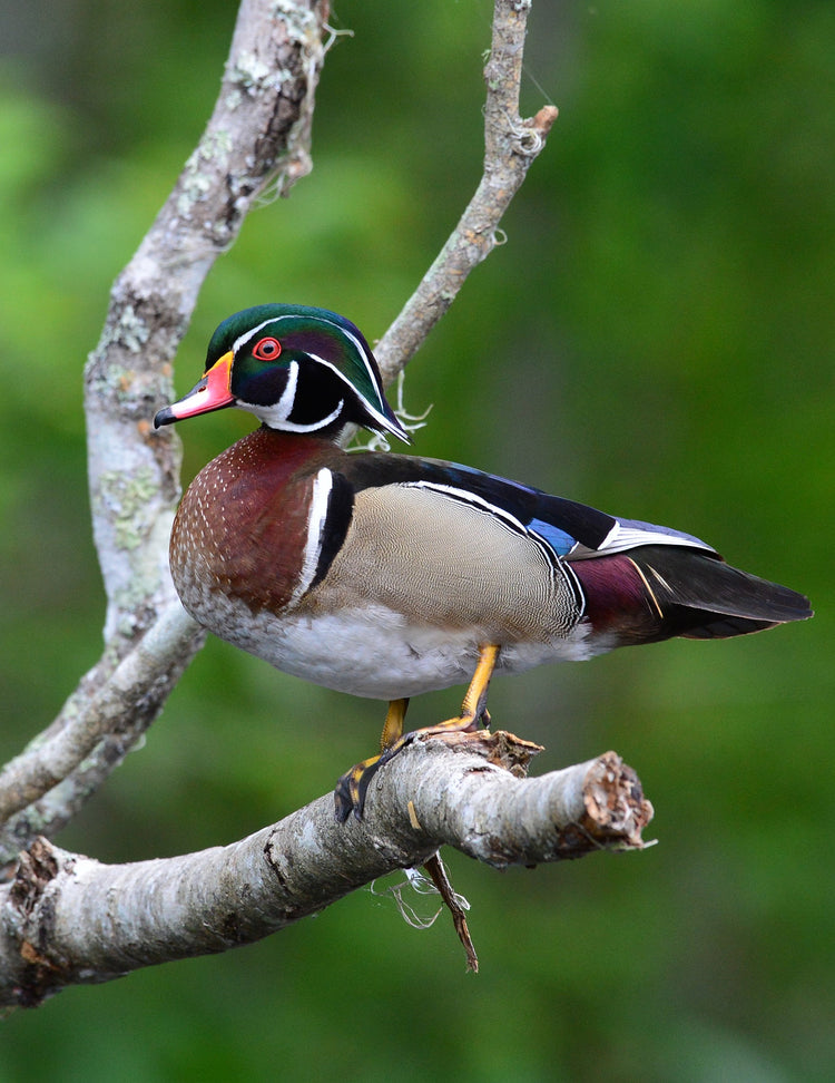 About Us – Summer Duck Apparel